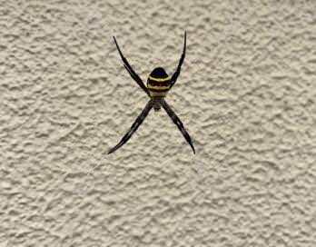 Kogane Spider from 日本、〒722-0034 広島県尾道市十四日元町 on August 11, 2024 at 10:19 ...