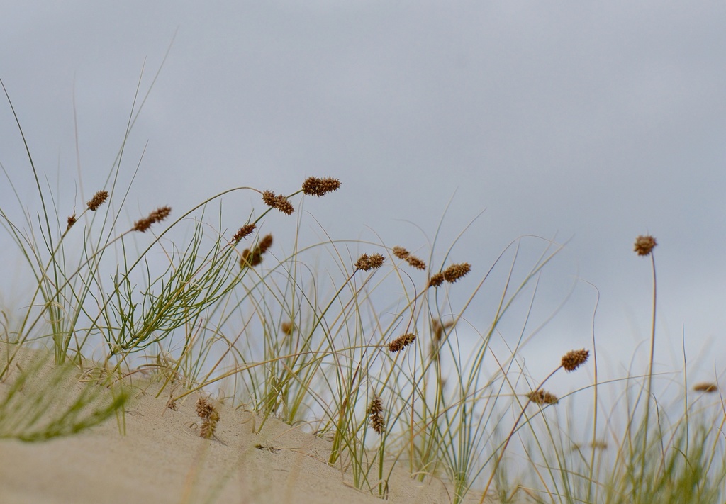 Sand Sedge (Yukon Species of Conservation Concern Guide) · iNaturalist