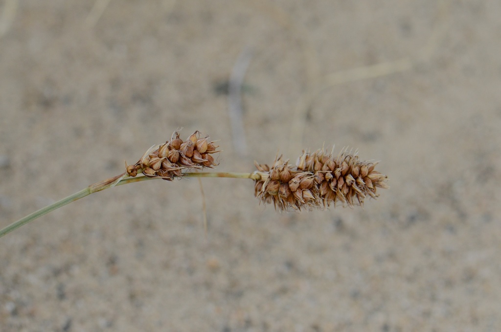 Sand Sedge (Yukon Species of Conservation Concern Guide) · iNaturalist