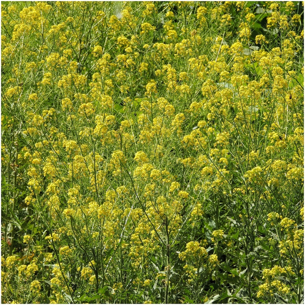 False London-rocket (Sisymbrium loeselii) - Botanical Realm