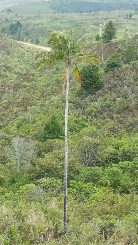 Ravenea madagascariensis from Analamanga, MG-AV, MG on December 17 ...