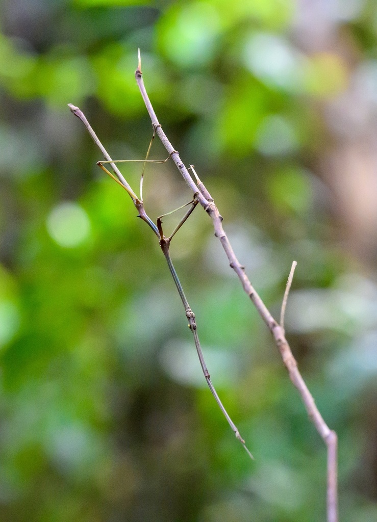 Lonchodes brevipes from Isla de Borneo, Kabupaten Kotawaringin Barat ...