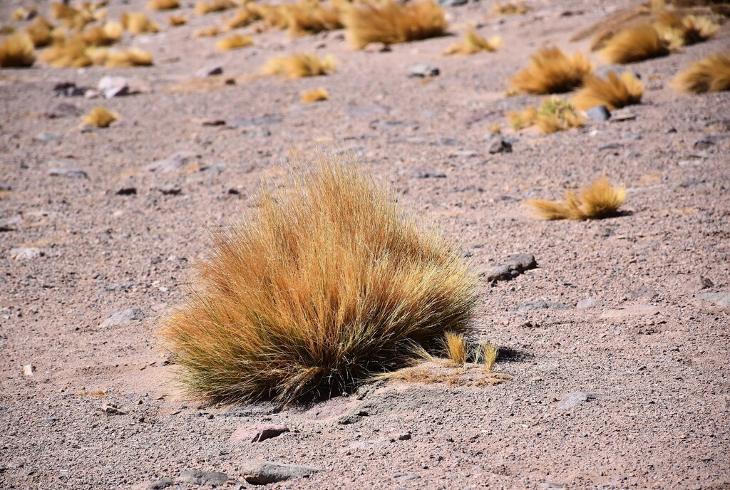 peruvian feather grass in October 2025 by pilgrim123 · iNaturalist