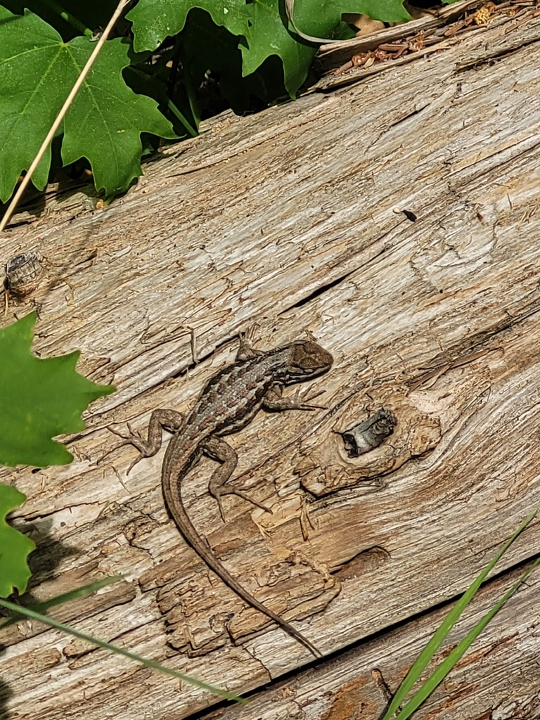 Common Sagebrush Lizard from Provo Canyon, UT 84604, USA on June 5 ...