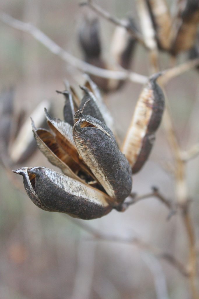 Gulf Coast Yucca (Yucca louisianensis) - Botanical Realm