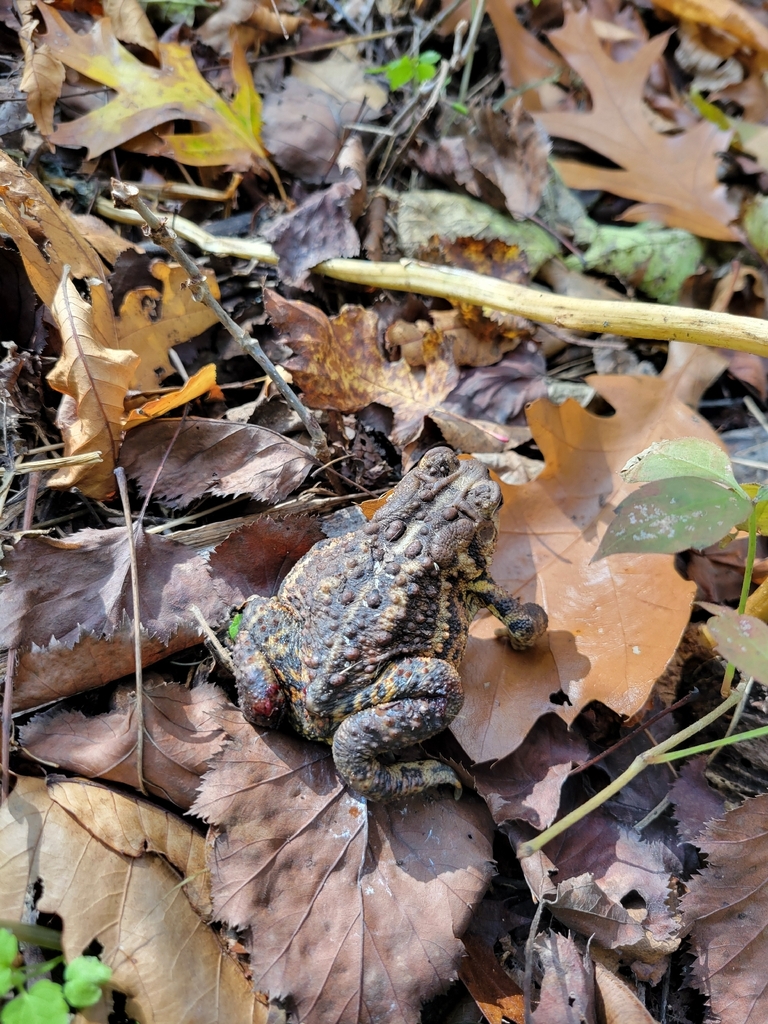 American Toad from Richland, MI 49083, USA on October 25, 2025 at 01:27 ...