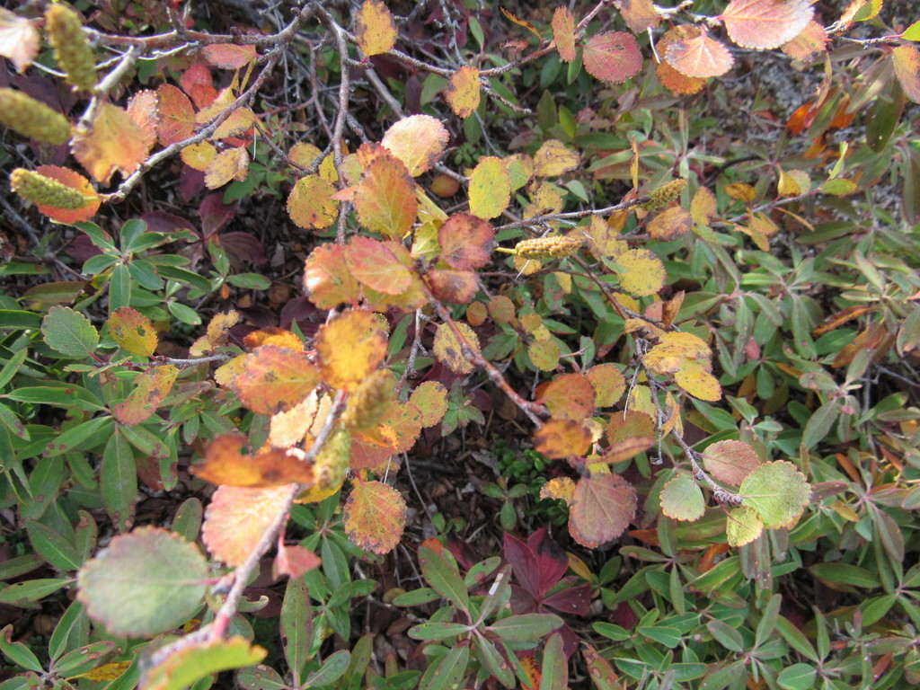 dwarf resin birch (Plants of Staunton State Park) · iNaturalist