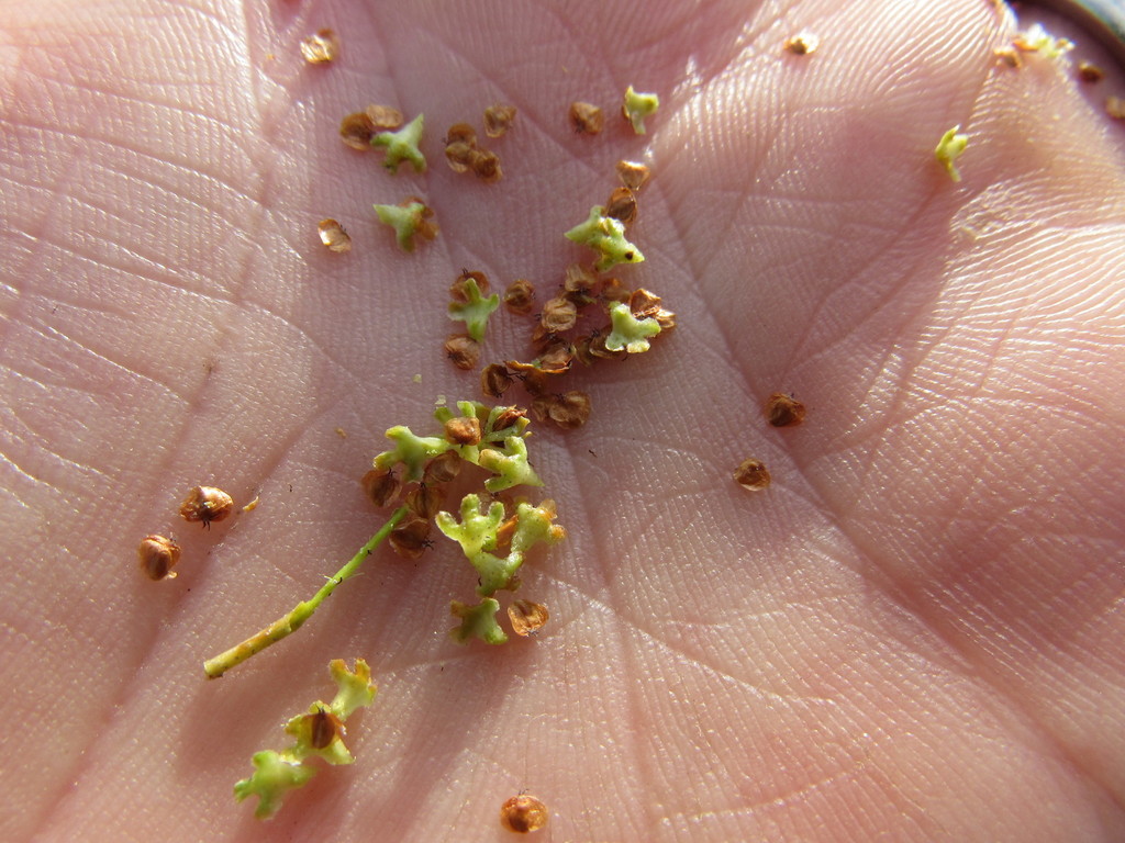 dwarf resin birch (Plants of Staunton State Park) · iNaturalist