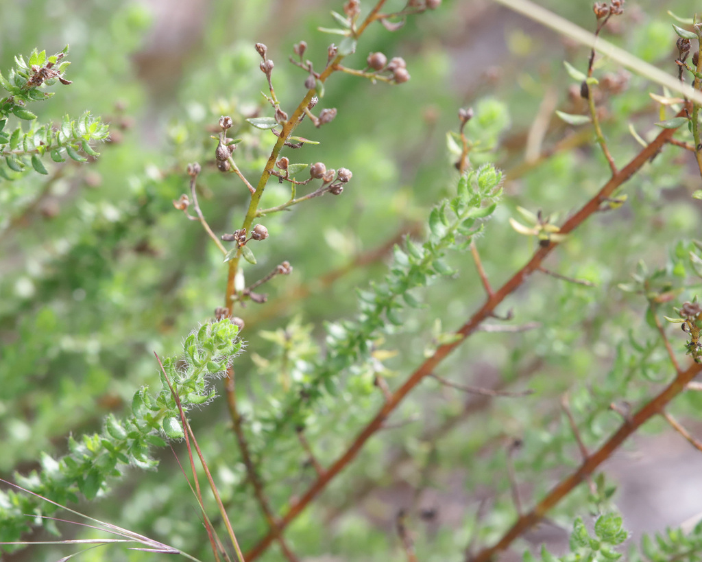 Drysand Pinweed from Geneva, Florida, United States on October 20, 2025 ...