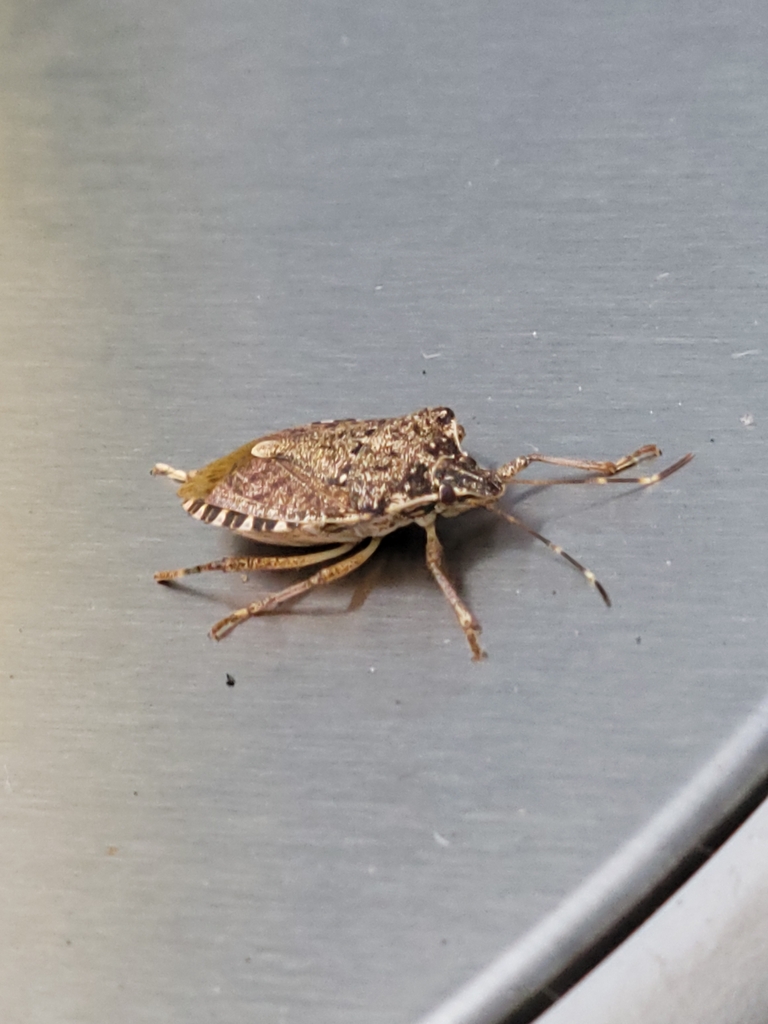 Brown Marmorated Stink Bug from Burlington, WI 53105, USA on October 25 ...