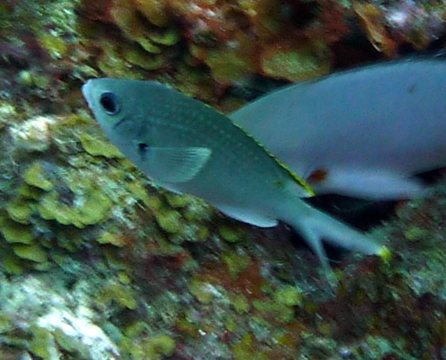 Brown Chromis (Azurina multilineata) - Marine Life Identification