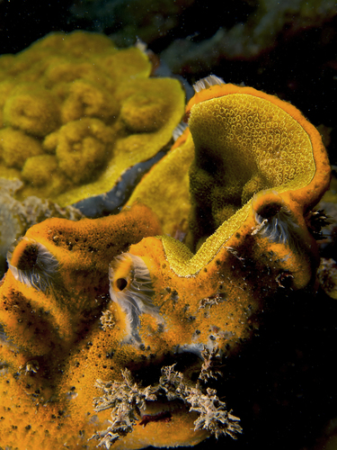 Demosponja (Mycale laevis)