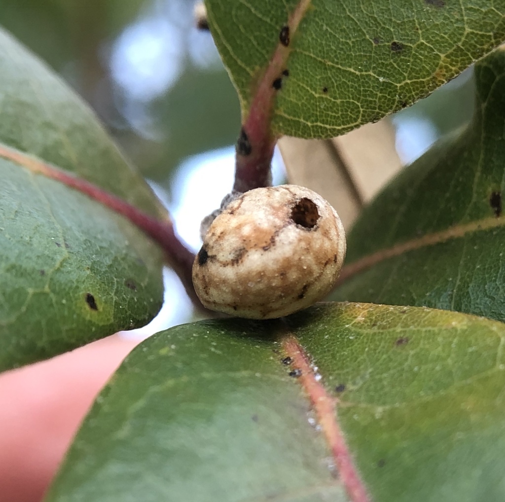 live oak kermes (Insects of East Texas ) · iNaturalist