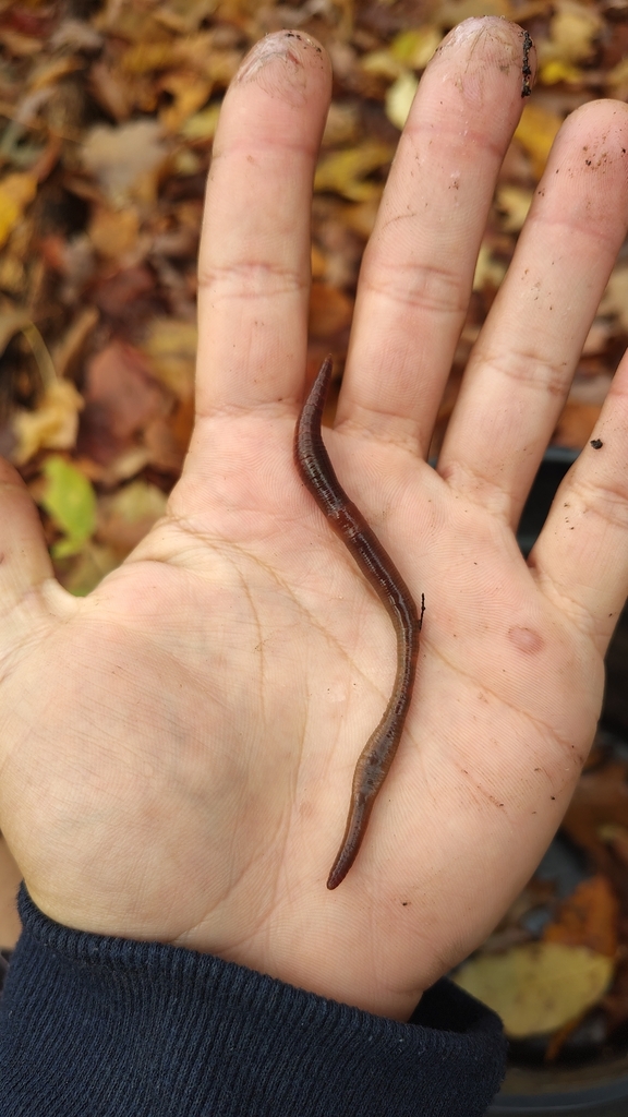 Redhead Worm from North Woodstock, Woodstock, NH, USA on October 25 ...