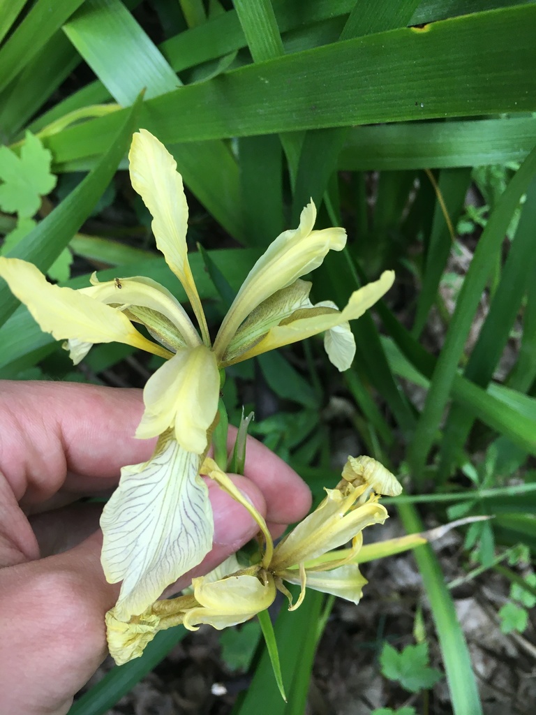 Stinking iris from Eely Point Recreation Reserve, Wanaka, Otago, NZ on ...