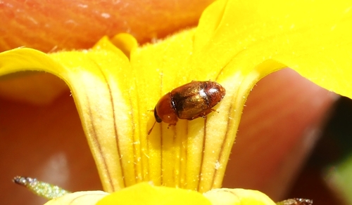 Genus Notobrachypterus · iNaturalist