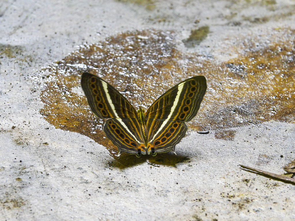 Cyrestis strigata from Air Terjun Kali, Sulawesi Utara, Indonesia on ...