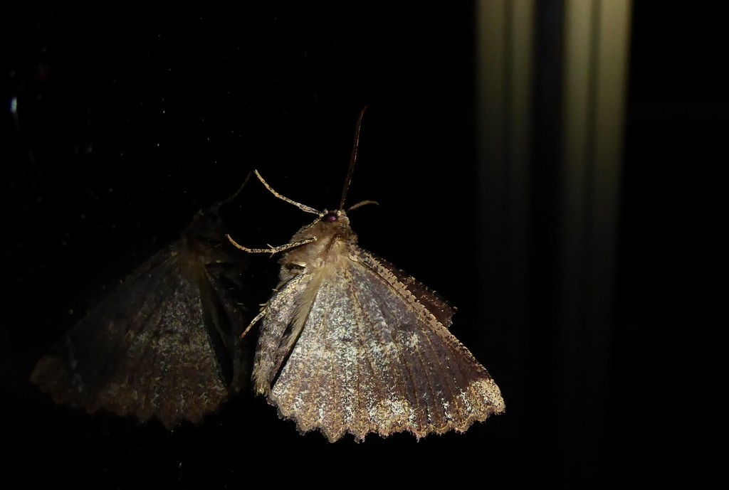 Brown evening moth from Macandrew Bay, Dunedin, New Zealand on November ...