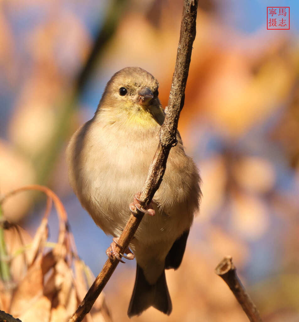 American Goldfinch from Rock Creek Park, Washington, DC, USA on October ...