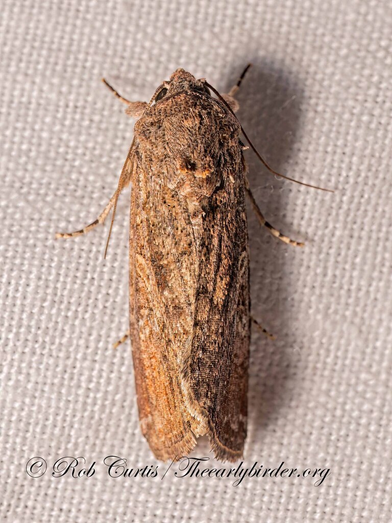 Fall Armyworm Moth from Illinois, USA on October 08, 2025 at 08:11 PM ...
