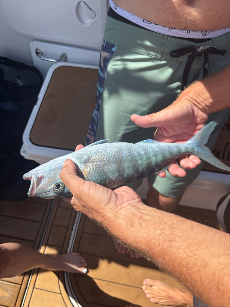Green Jobfish from HI, US on October 25, 2025 at 12:42 PM by Jane ...