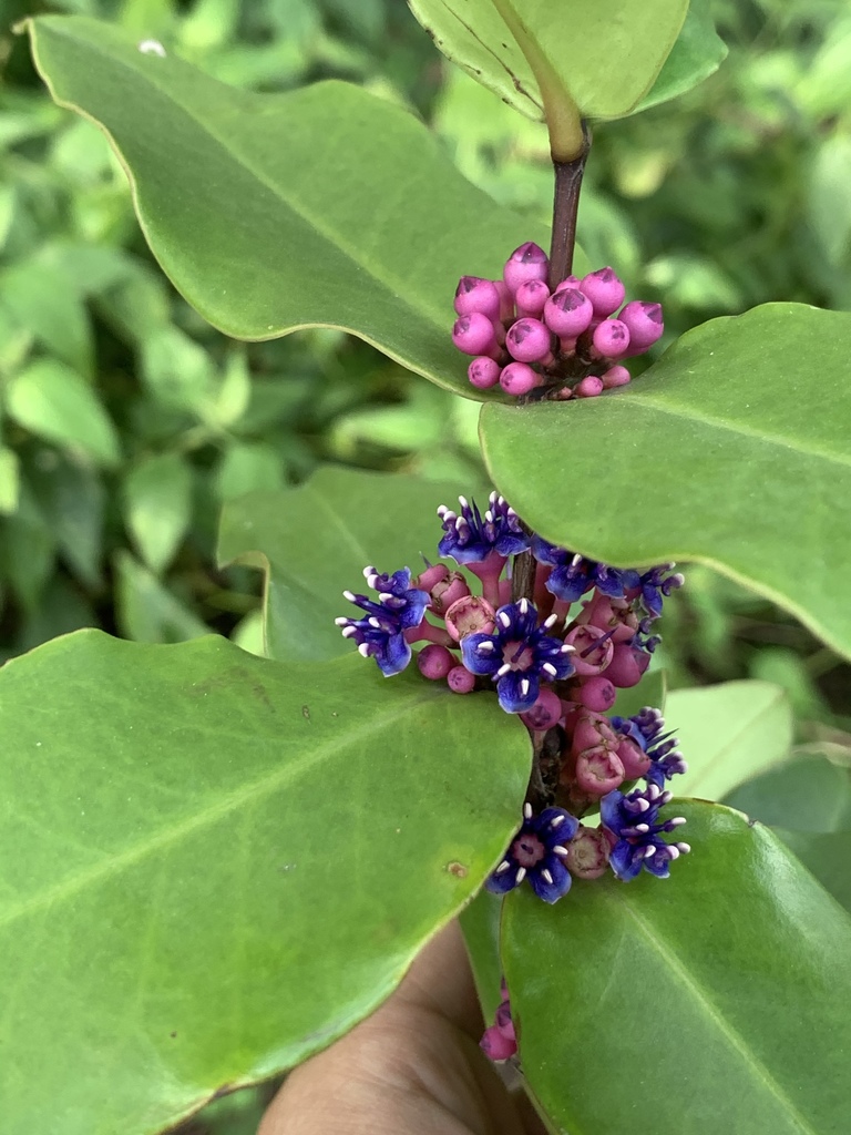 (Memecylon caeruleum) - Botanical Realm