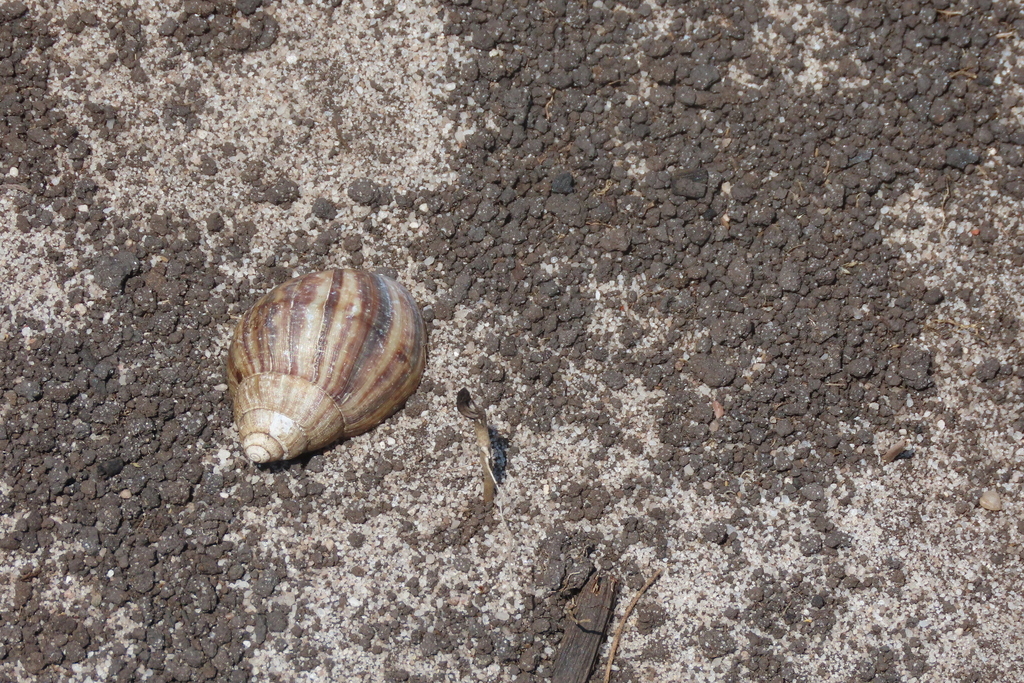 Giant Blonde Snail from Foeralie alley on October 24, 2025 at 11:49 AM ...