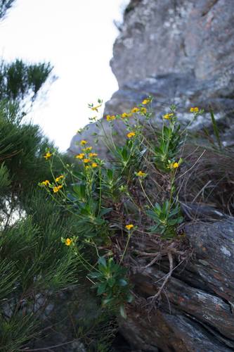 Velleia foliosa · iNaturalist