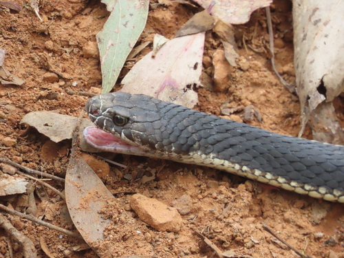 Highlands Copperhead (Austrelaps ramsayi) - Snakes and Lizards