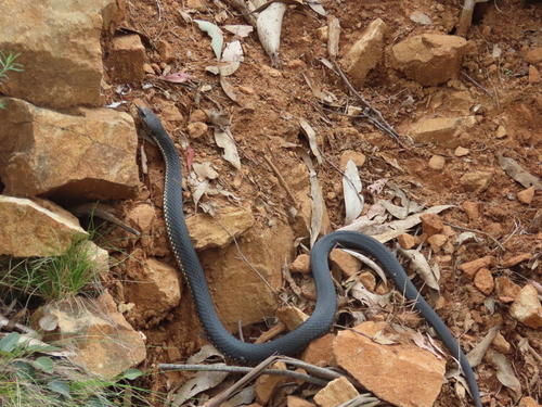 Highlands Copperhead (Austrelaps ramsayi) - Snakes and Lizards