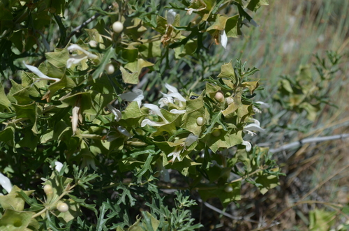 Lagochilus platycalyx · iNaturalist United Kingdom