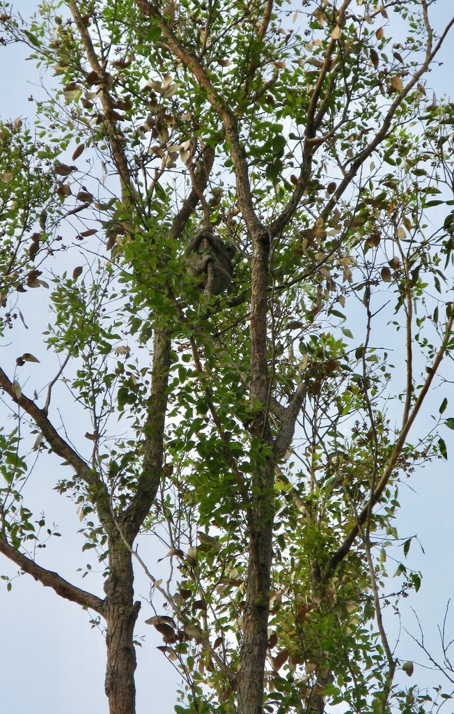 Koala from Coralville NSW 2443, Australia on December 14, 2019 by Sunni ...