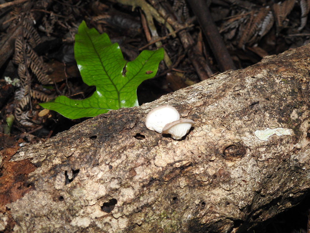 Pleurotus parsonsiae from Pirinoa, New Zealand on December 25, 2019 at ...