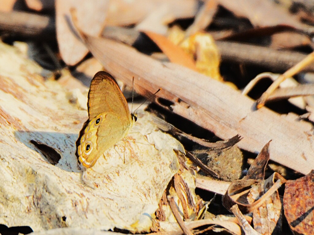 Dingy Ringlet from Boondall Wetlands Environment Centre, 31 Paperbark ...