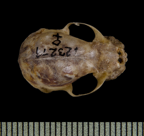 Genus Phyllops · iNaturalist