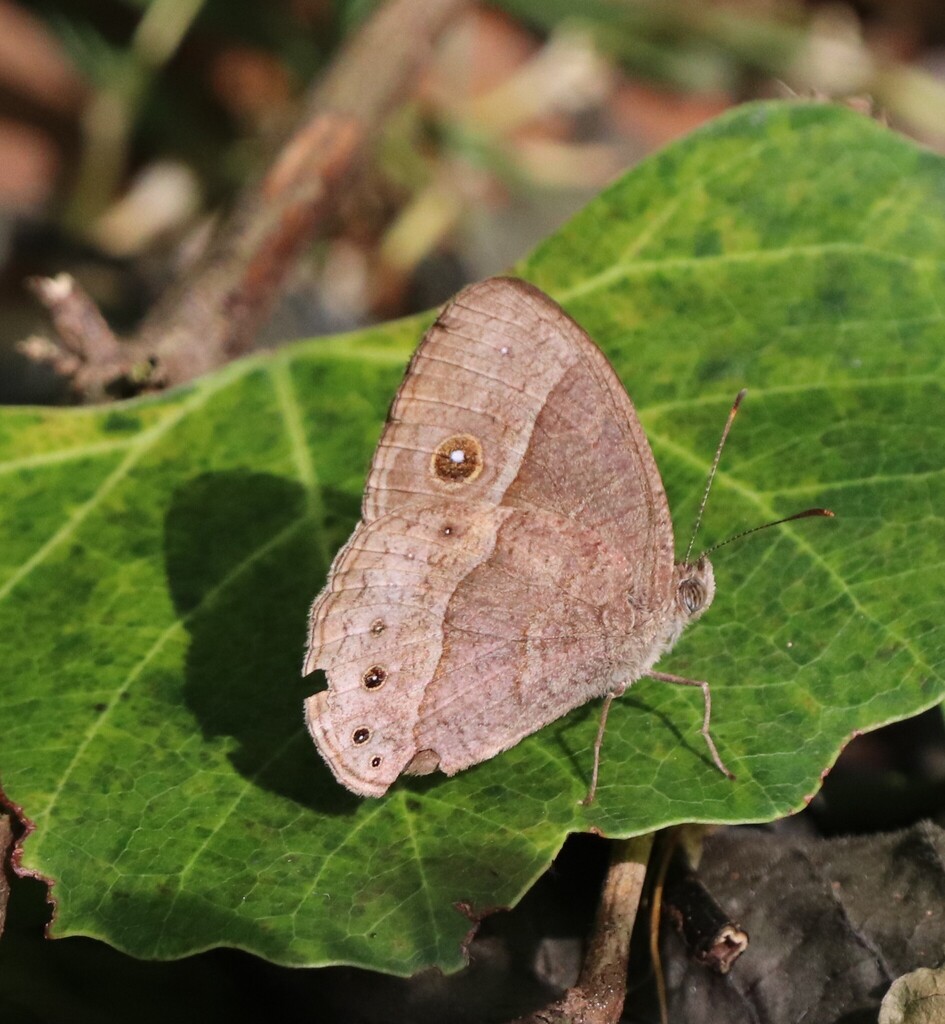 Squinting Bush Brown from King Cetshwayo District Municipality, South ...