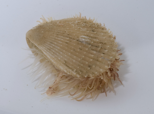 Lima vulgaris · NaturaLista Colombia