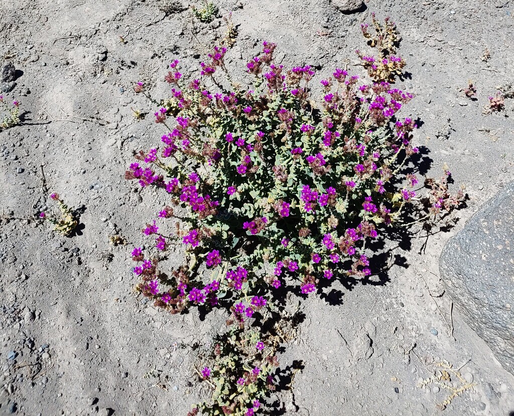 Cistanthe salsoloides from El Loa, Antofagasta, Chile on October 22 ...