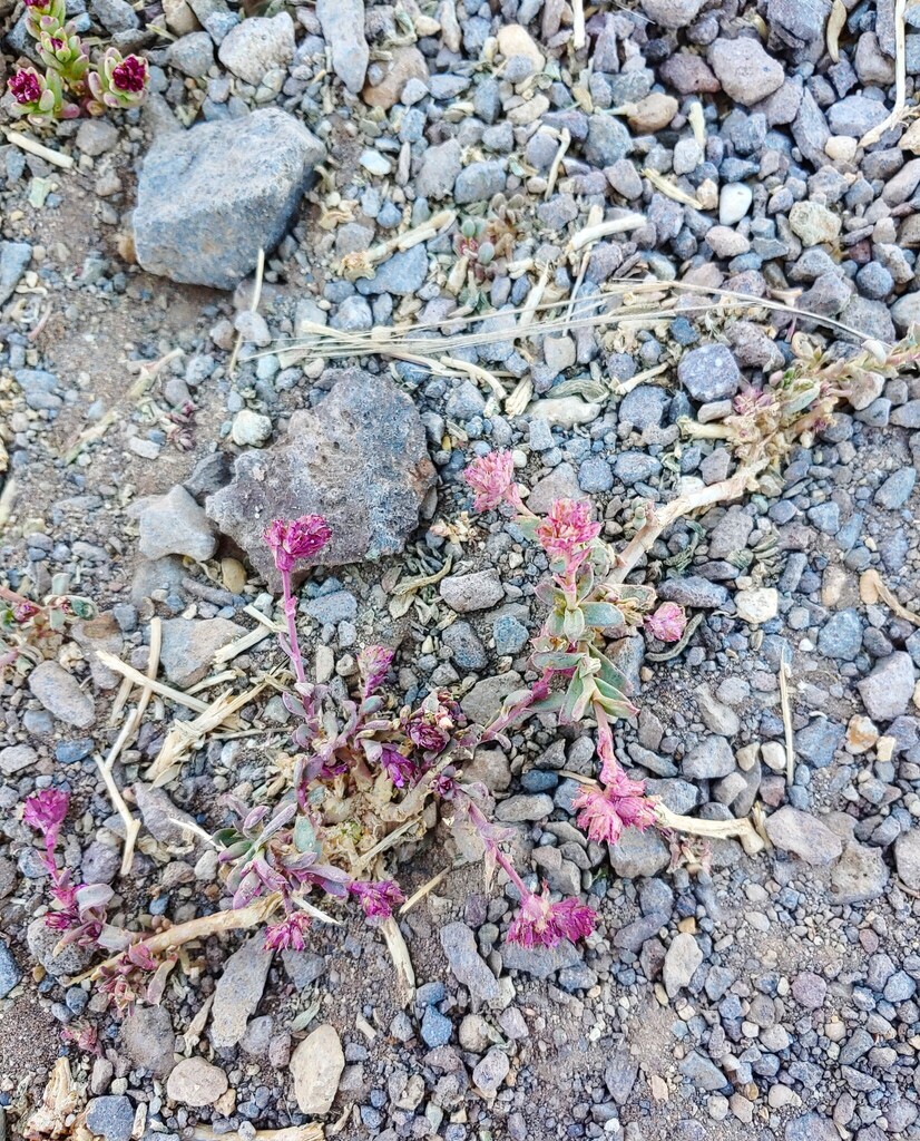 Cistanthe celosioides from Socaire, San Pedro de Atacama, Antofagasta ...