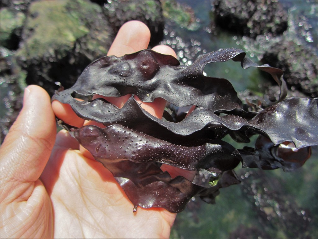 encrusting red algae (Mastocarpus) - Botanical Realm