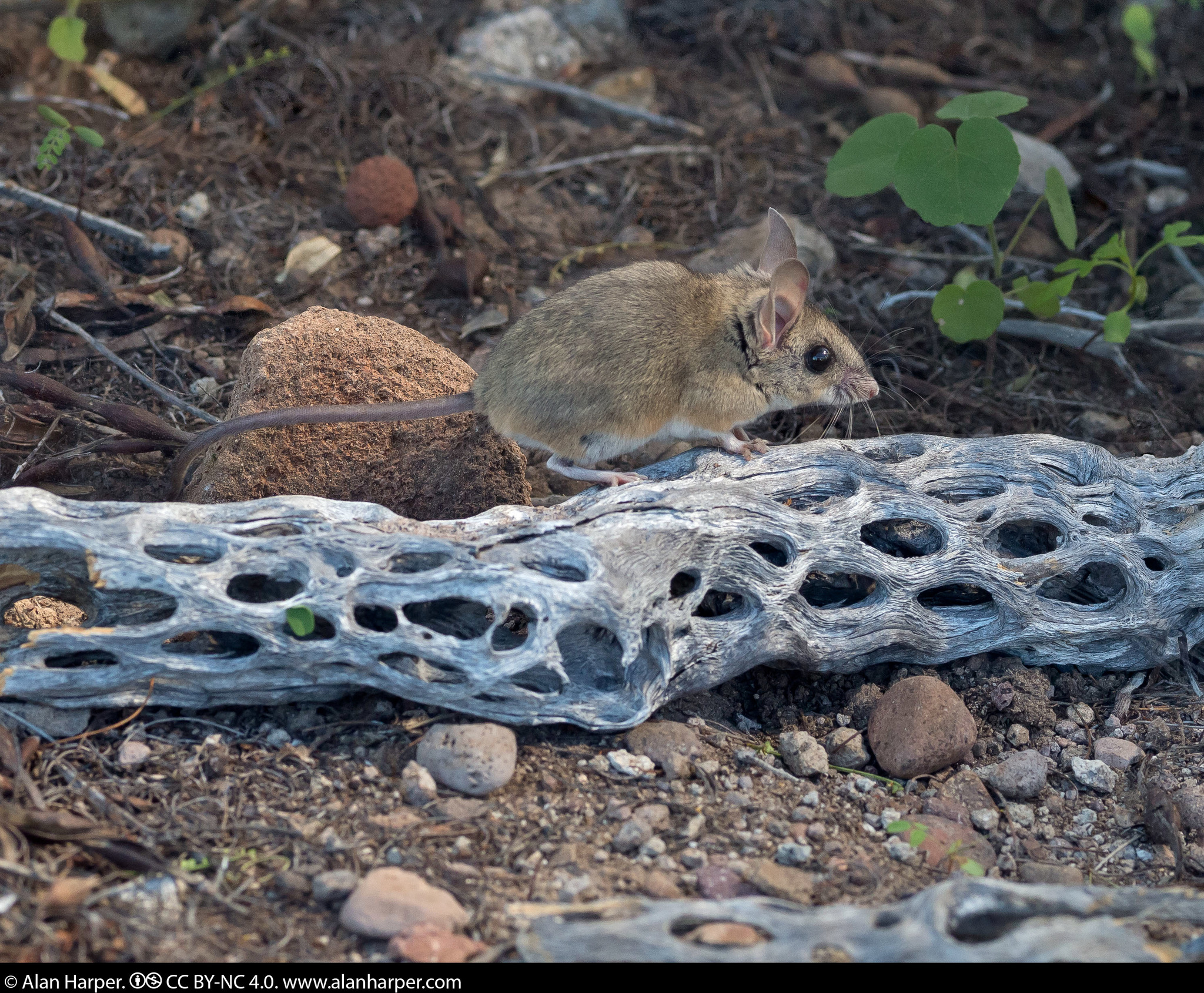 Peromyscus eremicus (Baird, 1857)