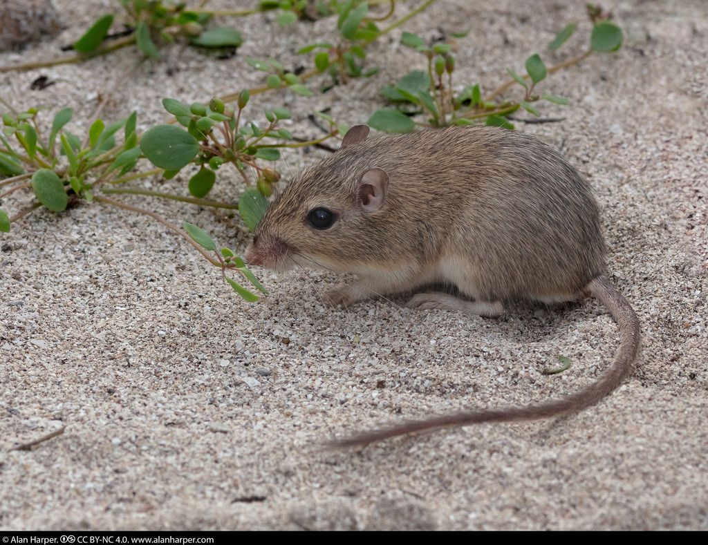 Baja Pocket Mouse (Mammals, Amphibians, & Reptiles of the Sonoran ...