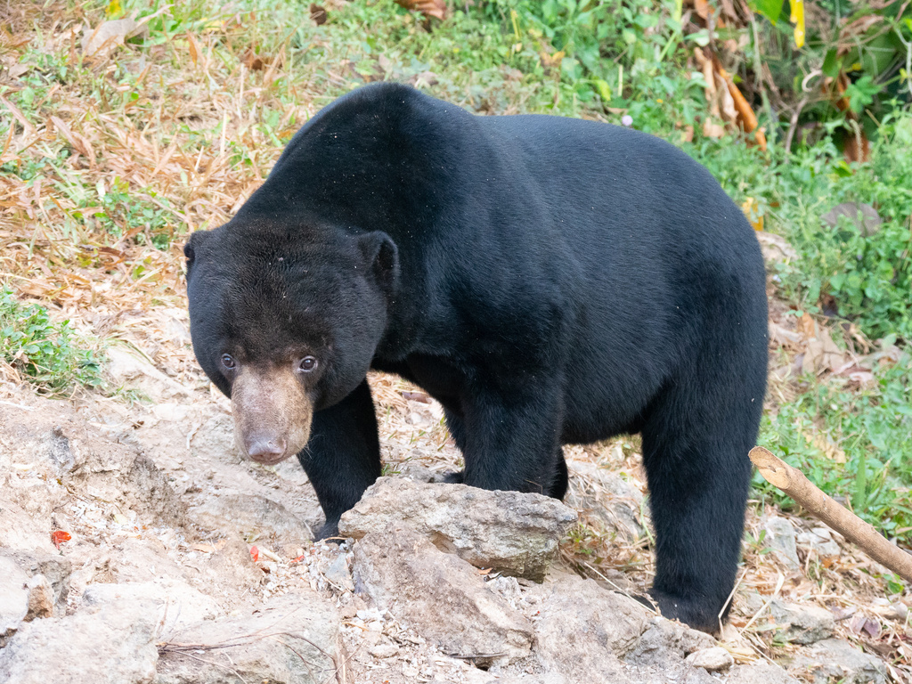 Malayan Sun Bear (Helarctos malayanus malayanus) - Know Your Mammals