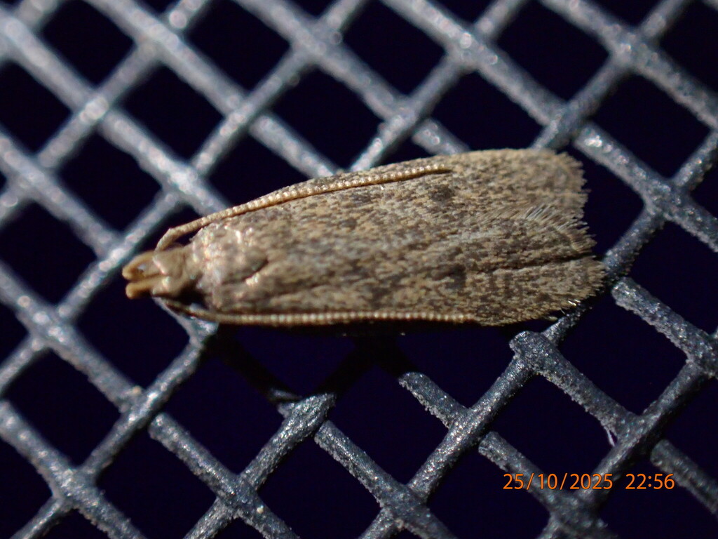 Juniper Tip Moth from Dunedin, FL, USA on October 25, 2025 at 09:03 PM ...