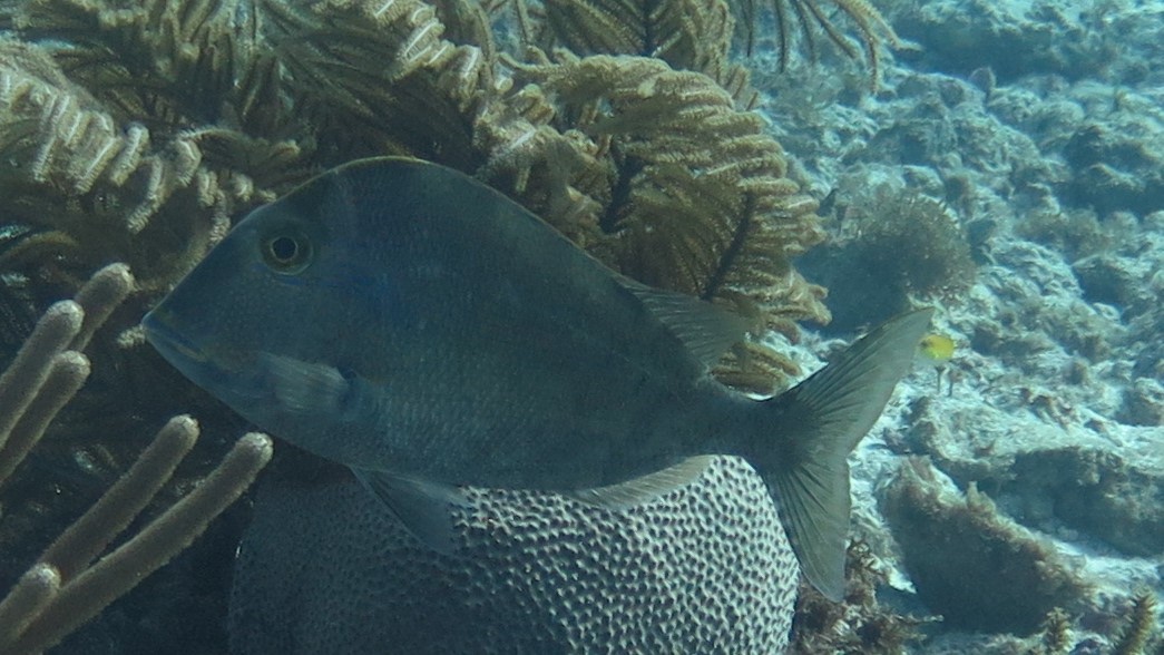 Calamus pennatula Guichenot, 1868