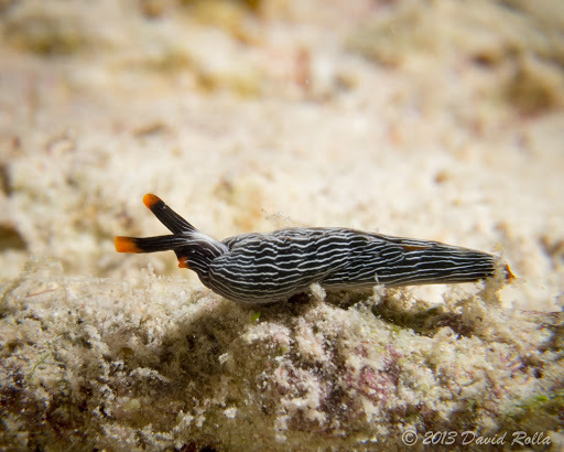 Thuridilla gracilis (Southern African Sea Slugs - Nudibranchs (and ...