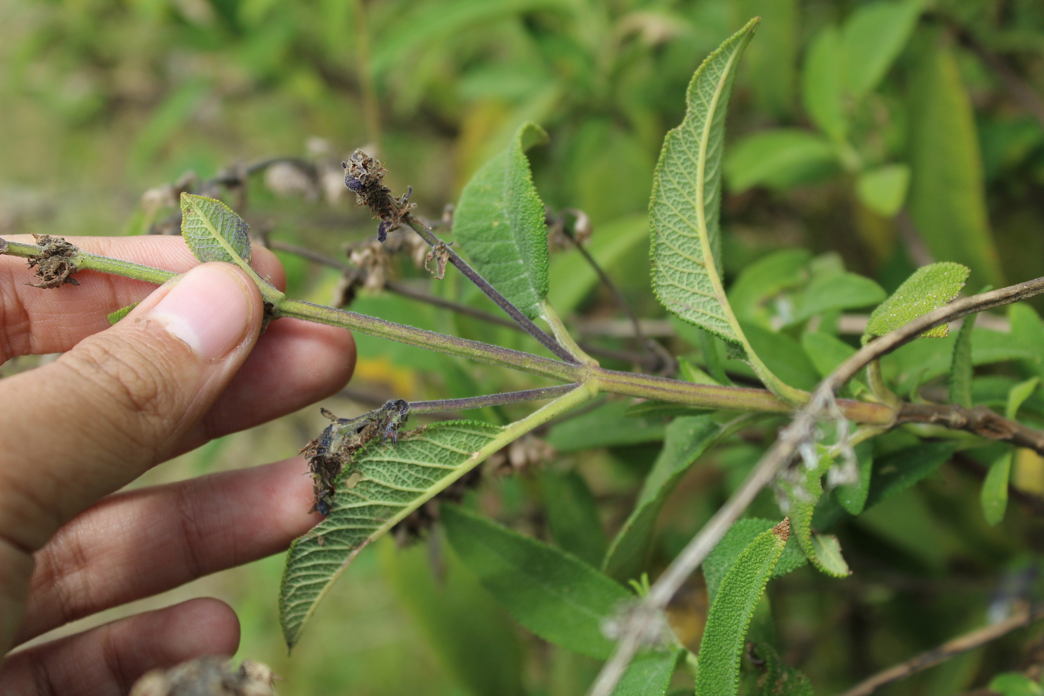 Lepechinia salviifolia (Kunth) Epling