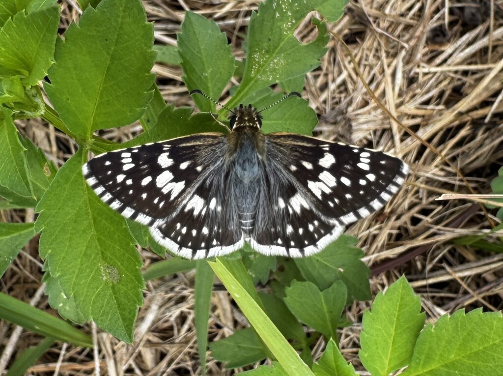 White Checkered-Skipper from St. Hwy 90 at Bay Branch, Baldwin County ...