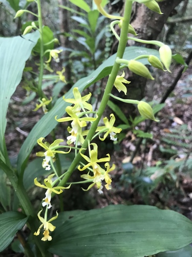 Observations by theraps · iNaturalist