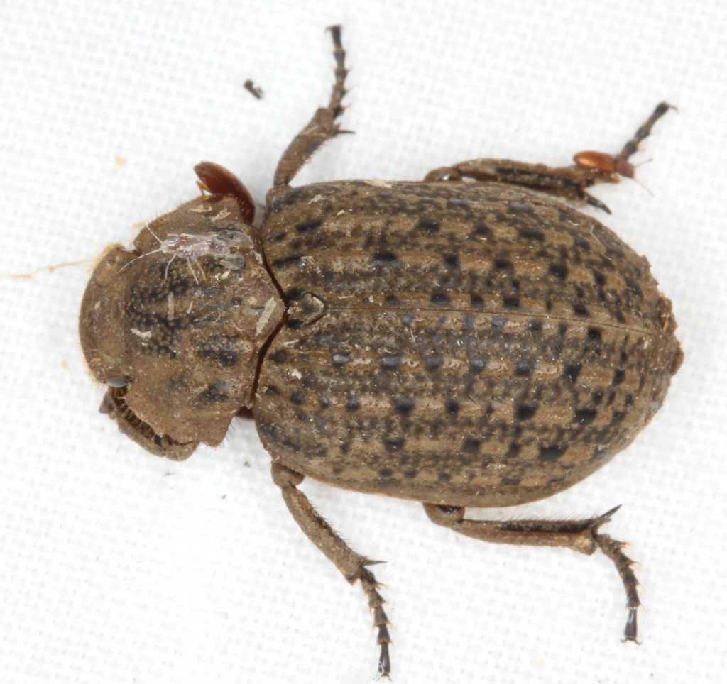 Carcass Beetles from Waco, TX, USA on September 09, 2010 at 09:56 PM by ...